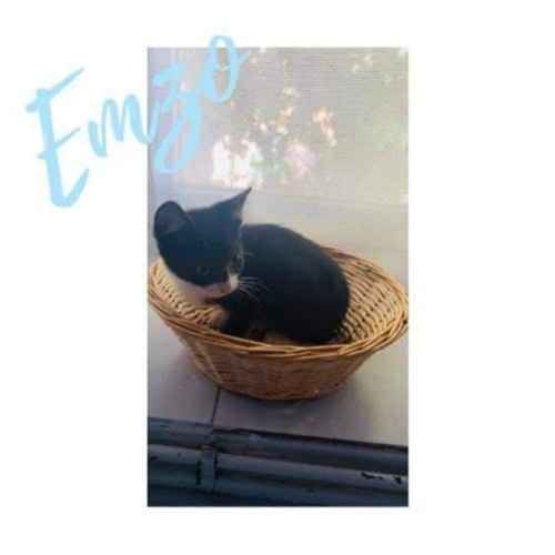 Emzo : Chat Croisé(e) à l'adoption (Condillac) | Pet Adoption