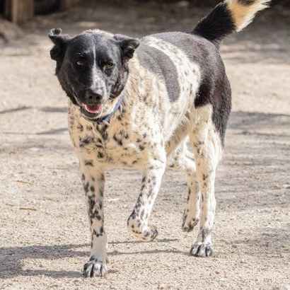 Sandra : Chien Croisé(e) à l'adoption (Harcourt) | Pet Adoption