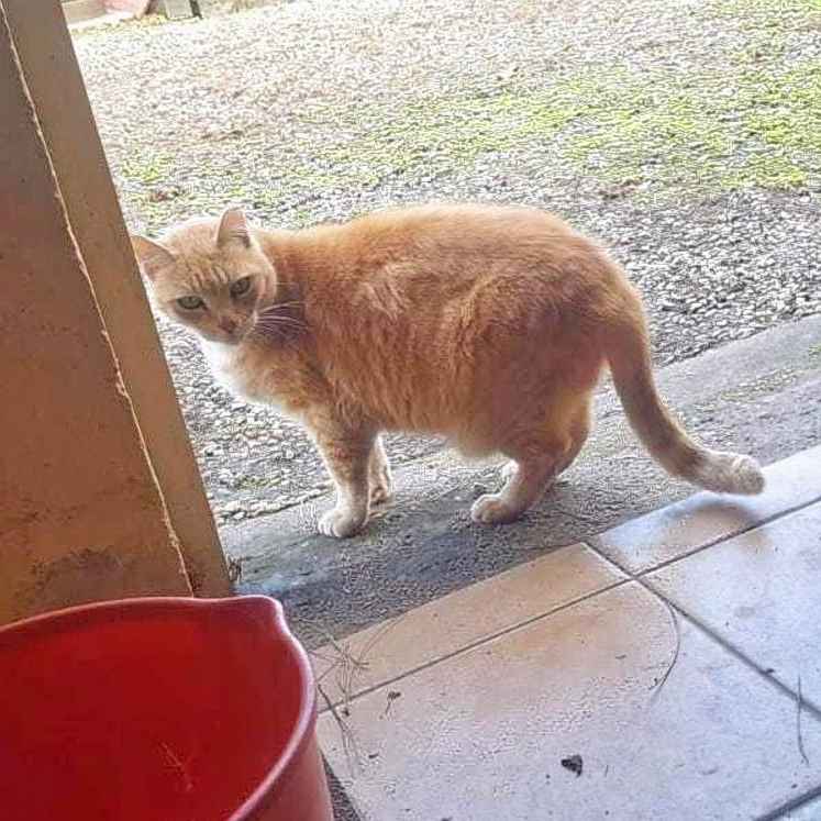 Bilou : Chat Européen à l'adoption (Le Pian-Médoc) | Pet Adoption