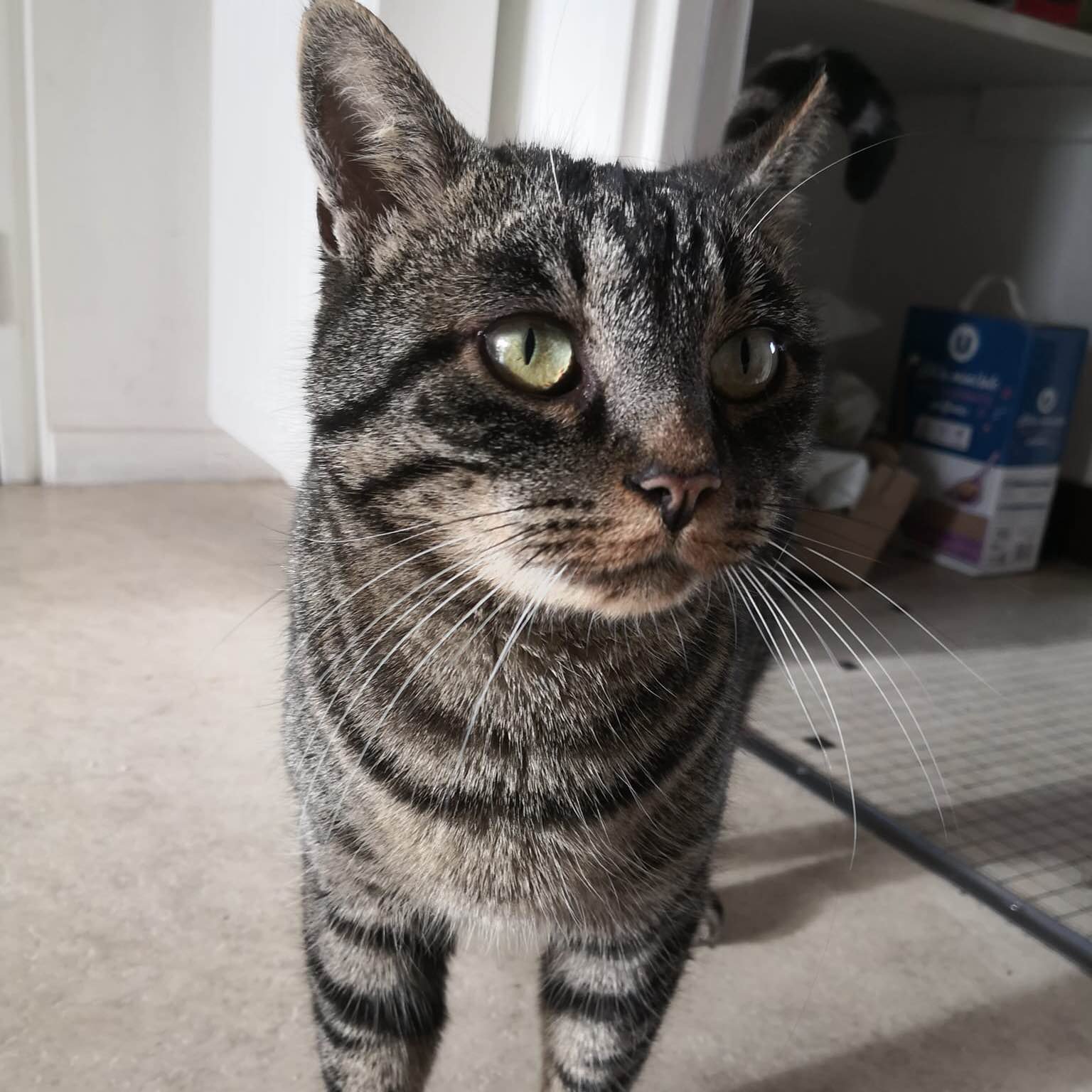 Oméga : Chat Croisé(e) à l'adoption (La Chevrolière) | Pet Adoption