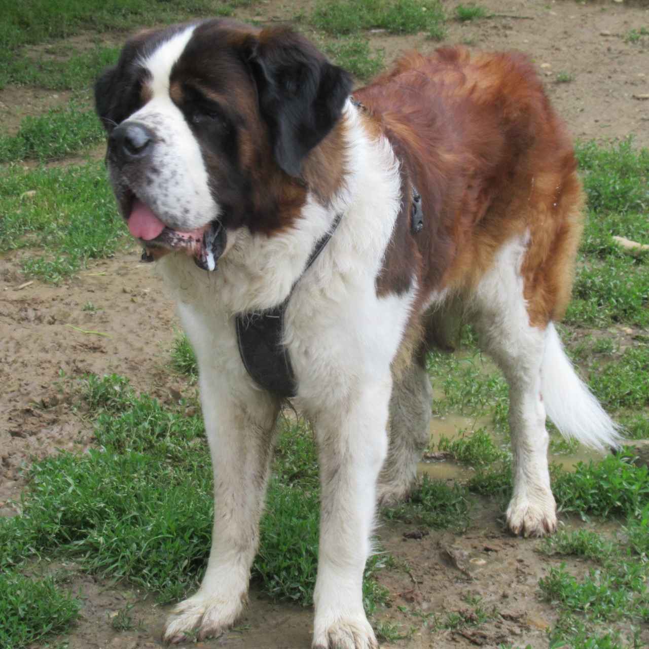 Marcel : Chien Saint Bernard à l'adoption (Moissieu-sur-Dolon) | Pet ...
